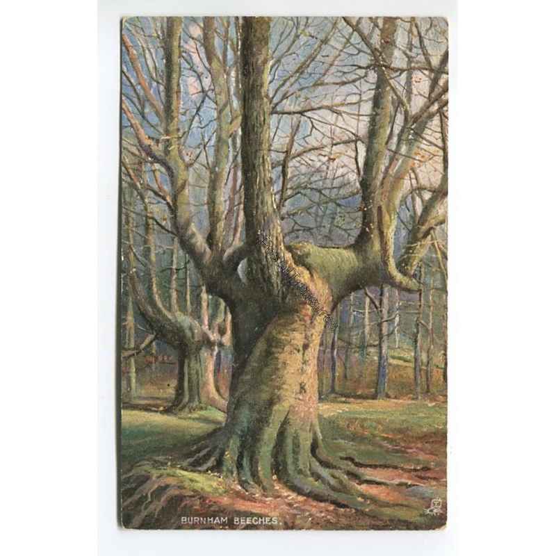 Burnham Beeches postcard