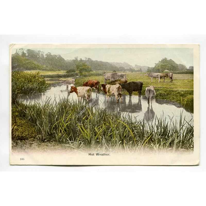 Hot Weather vintage postcard