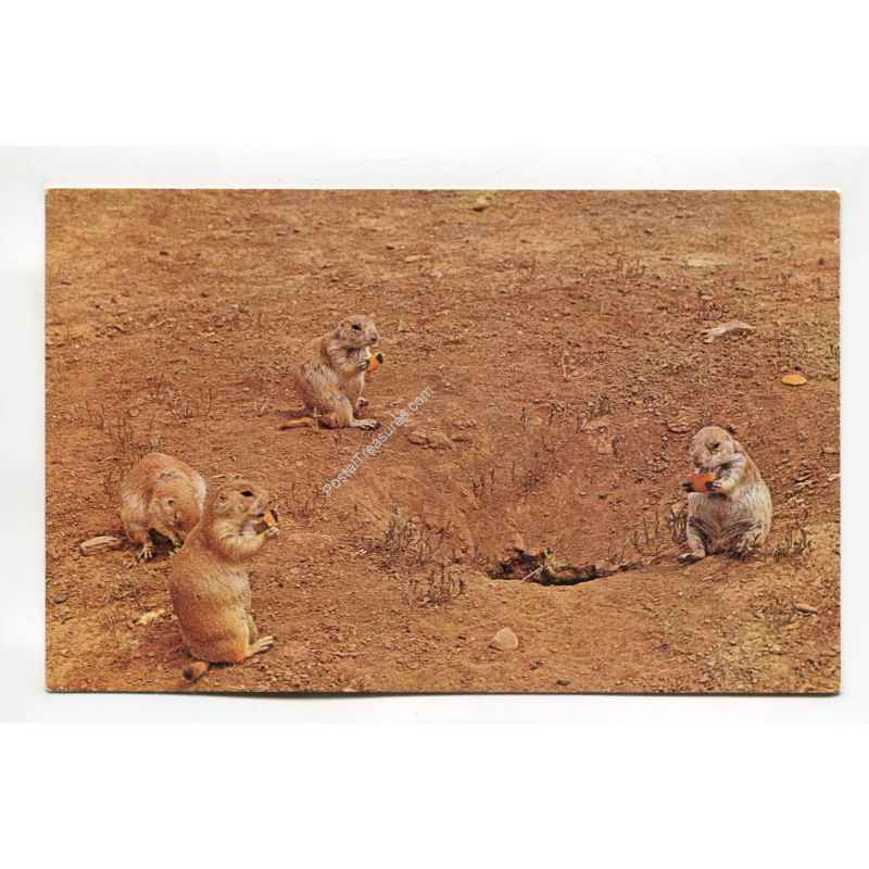 Prairie Dog vintage postcard