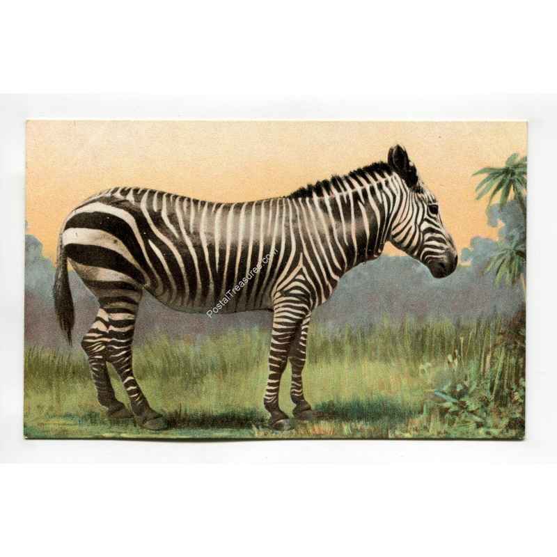 Zebra vintage postcard