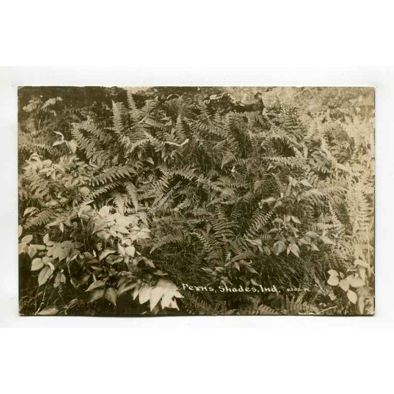 Ferns Shades Indiana postcard