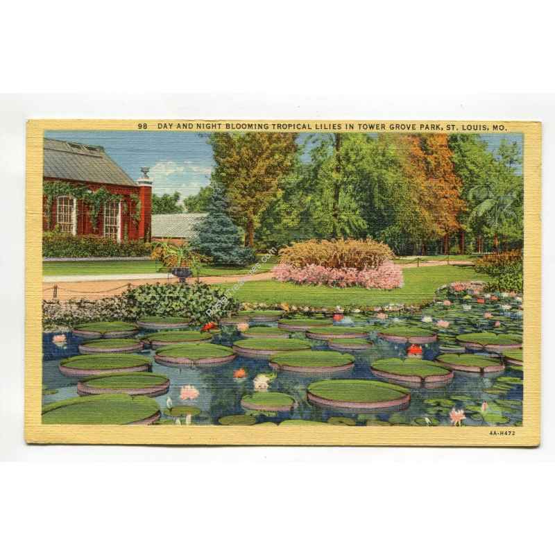 Day and Night Blooming Tropical Lilies in Tower Grove Park ...