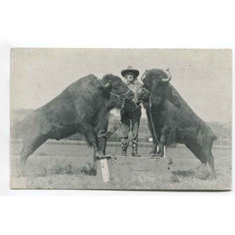 The American Bison vintage postcard